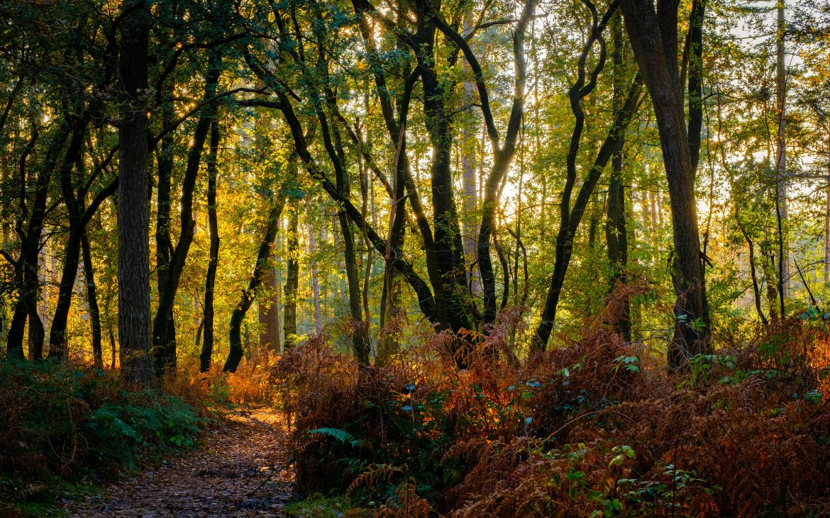 Top 5 Sentier Scents That Evoke Autumn Leaves & Forest Walks